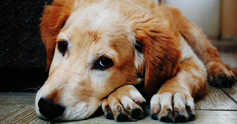 Ελεύθερος ο 90χρονος που έθαψε ζωντανό τον σκύλο της κόρης του ...