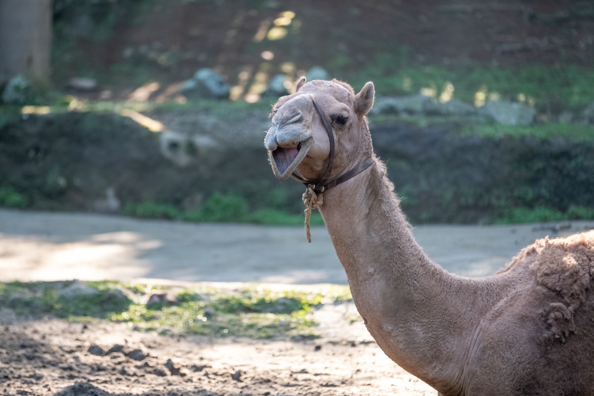 Camel's dramatic daily sounds give off serious main character energy