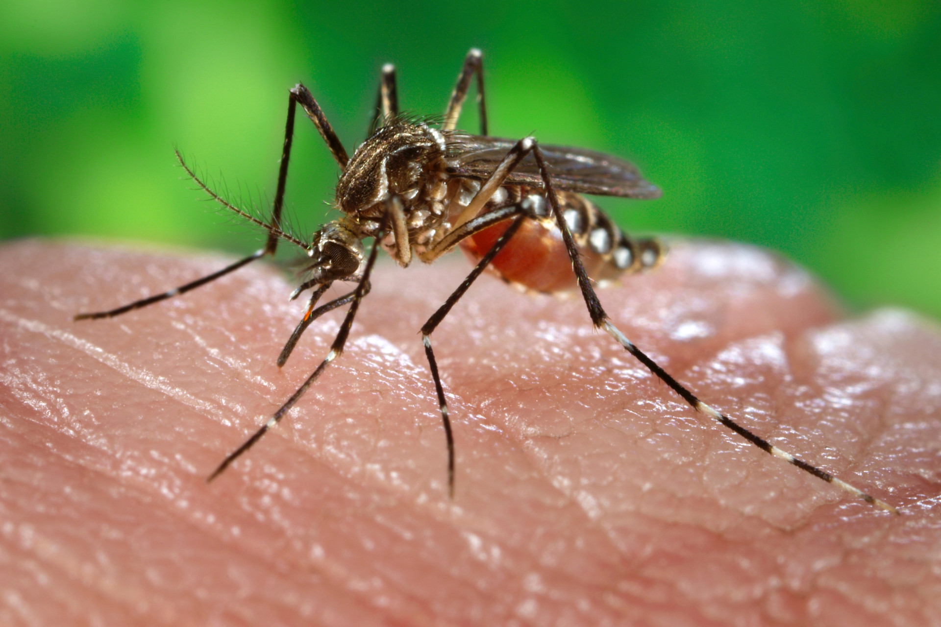 Why is Europe reporting a record number of mosquito-borne diseases?