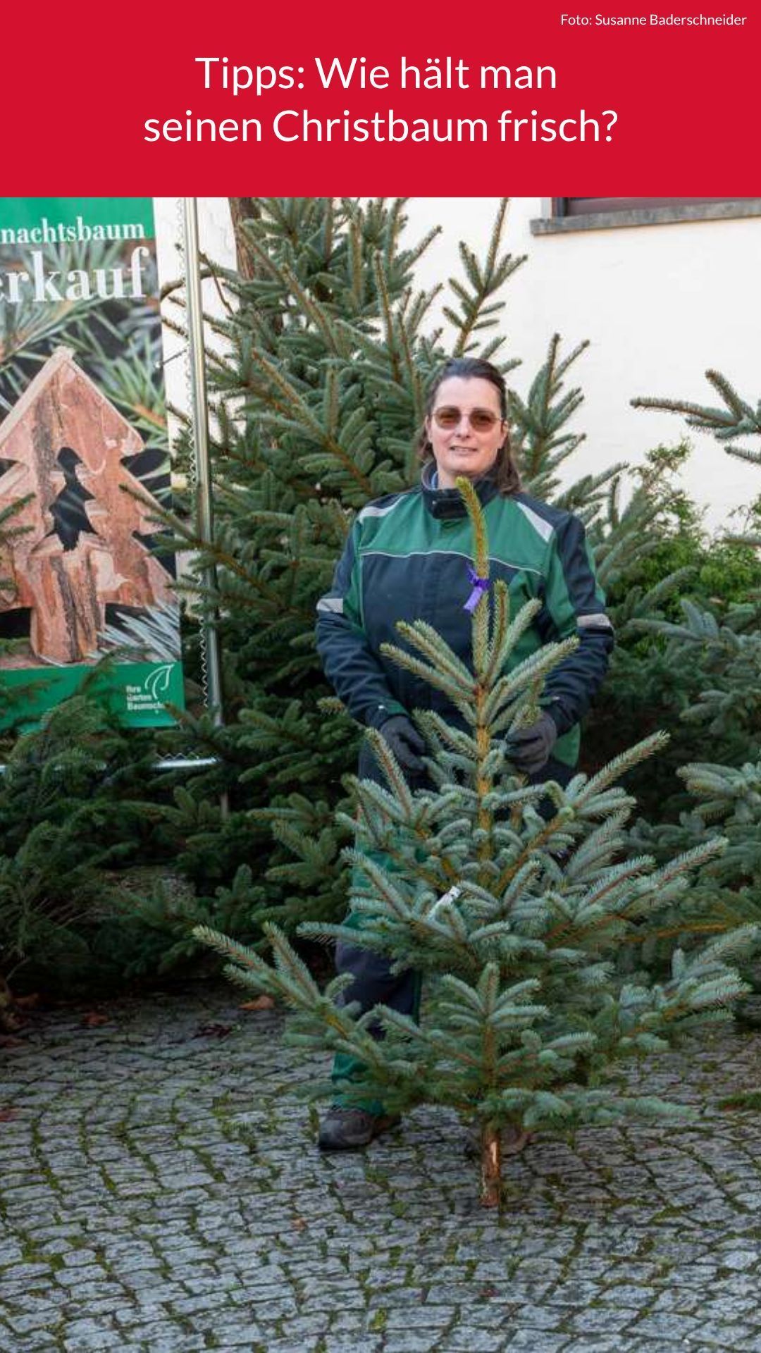 So bleibt der Christbaum frisch - Baumschule Geiger gibt Tipps