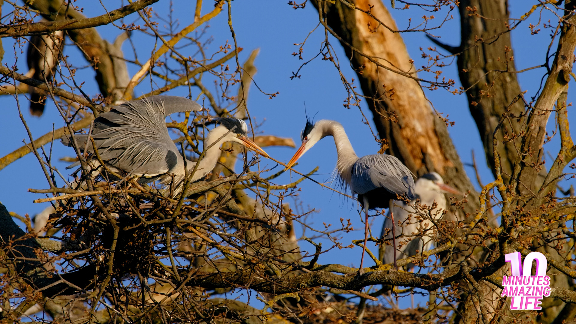 I filmed herons and saw a rare behavior