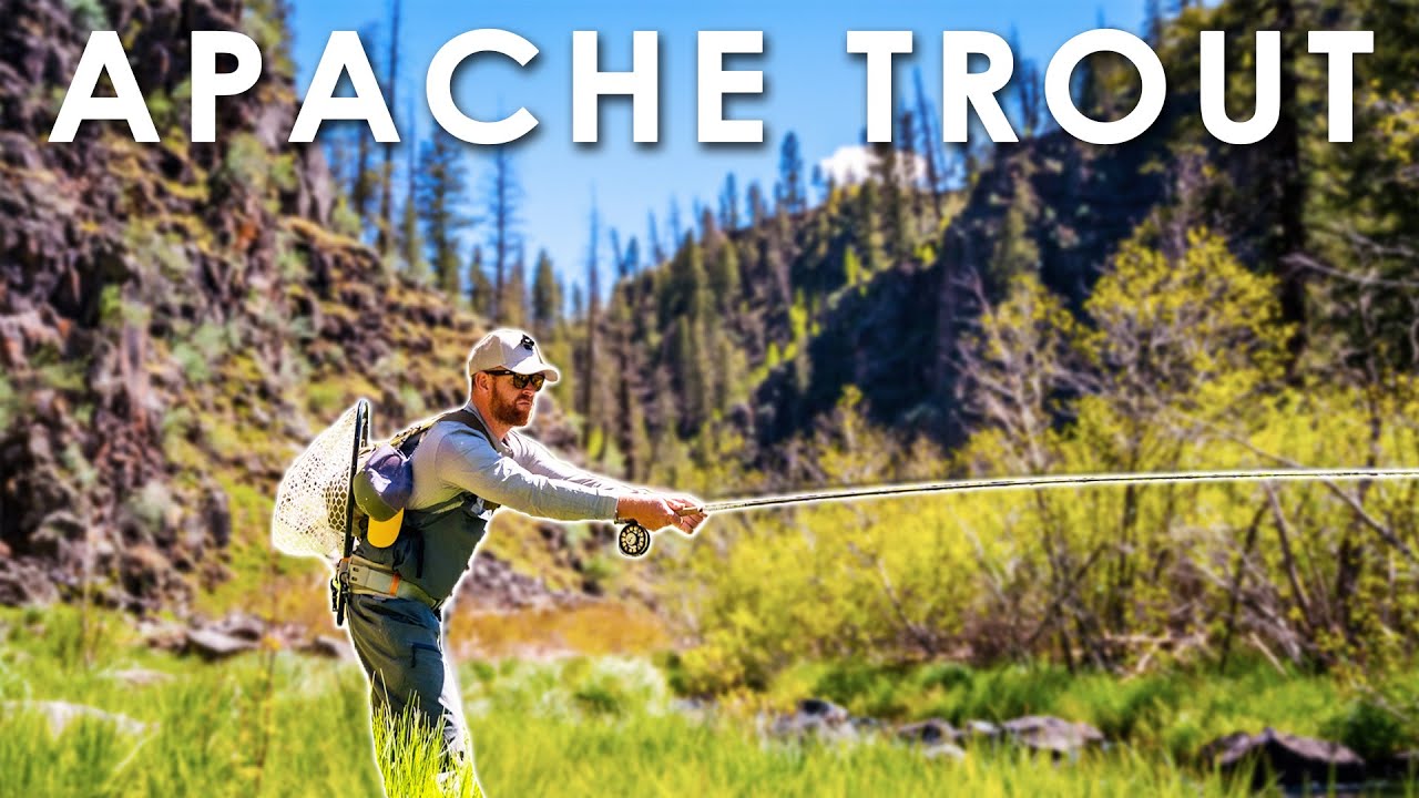 How to find the ultra rare Apache trout
