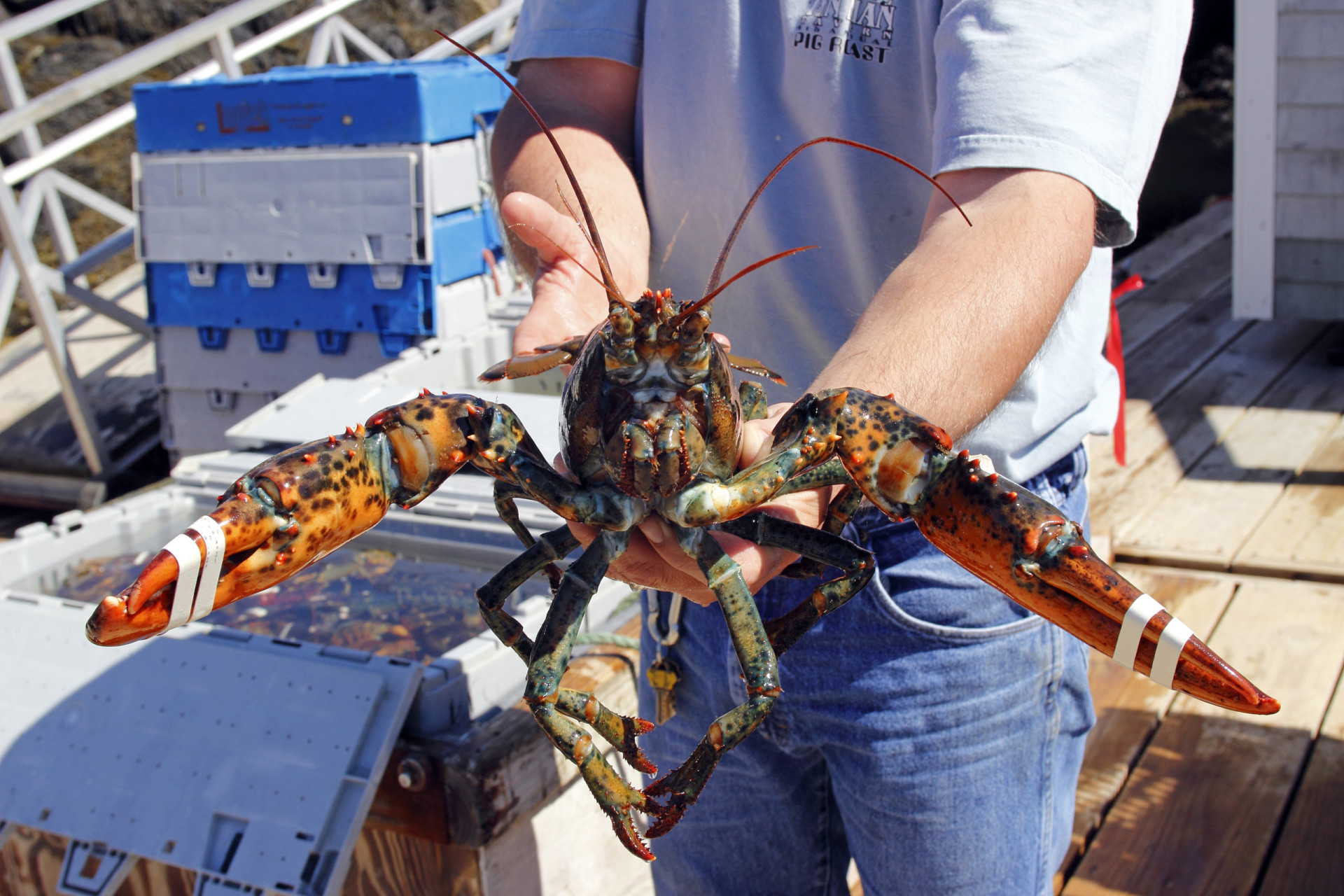 Tierische Greise: Diese Arten leben am längsten