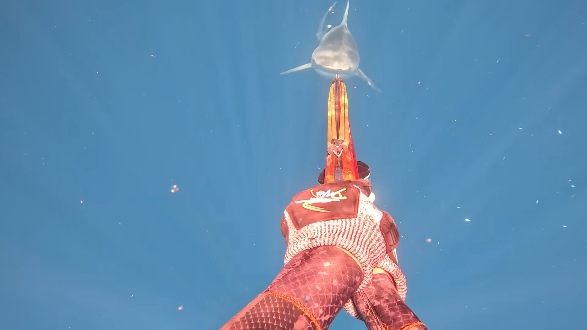 Bull shark confronts speargun