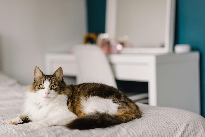 7 of the most beautiful cat breeds, according to science