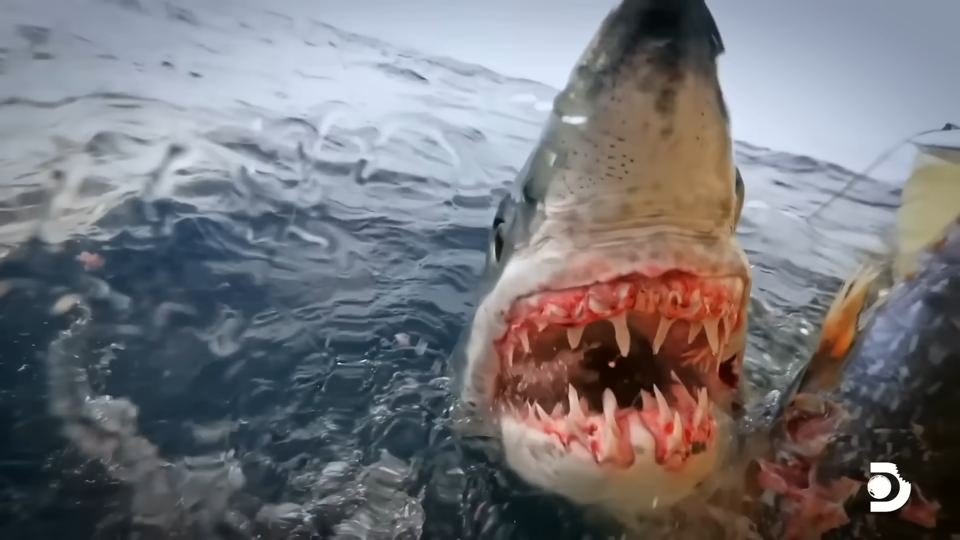 When the ocean’s speed demon decides to show off
