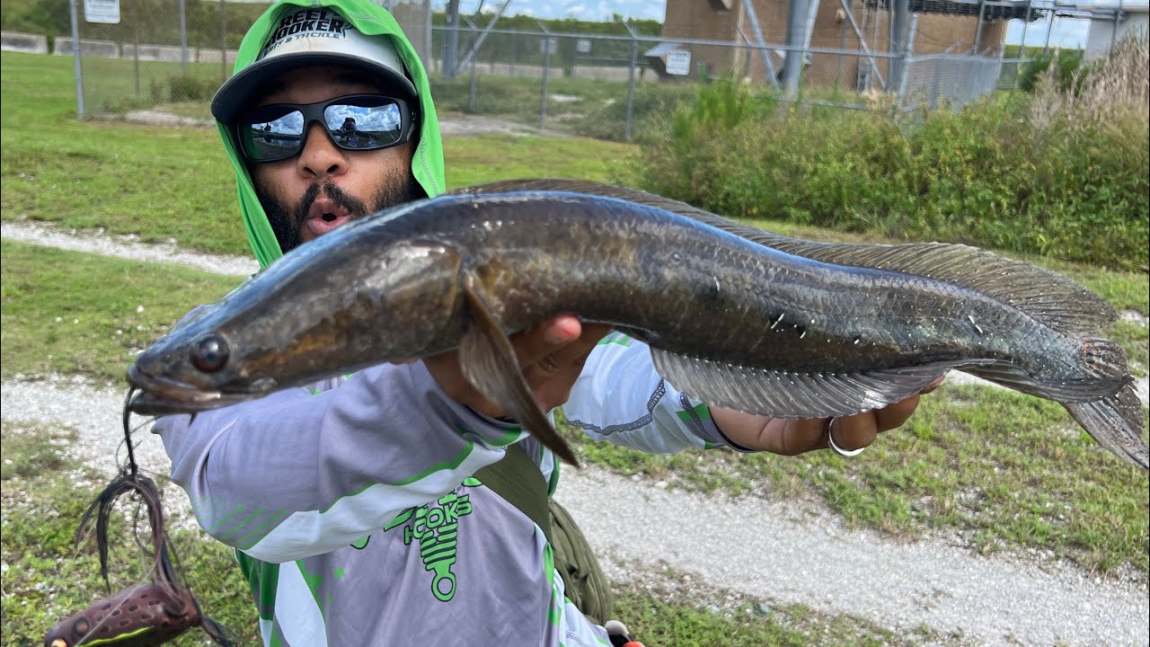 Snakehead fishing in South Florida