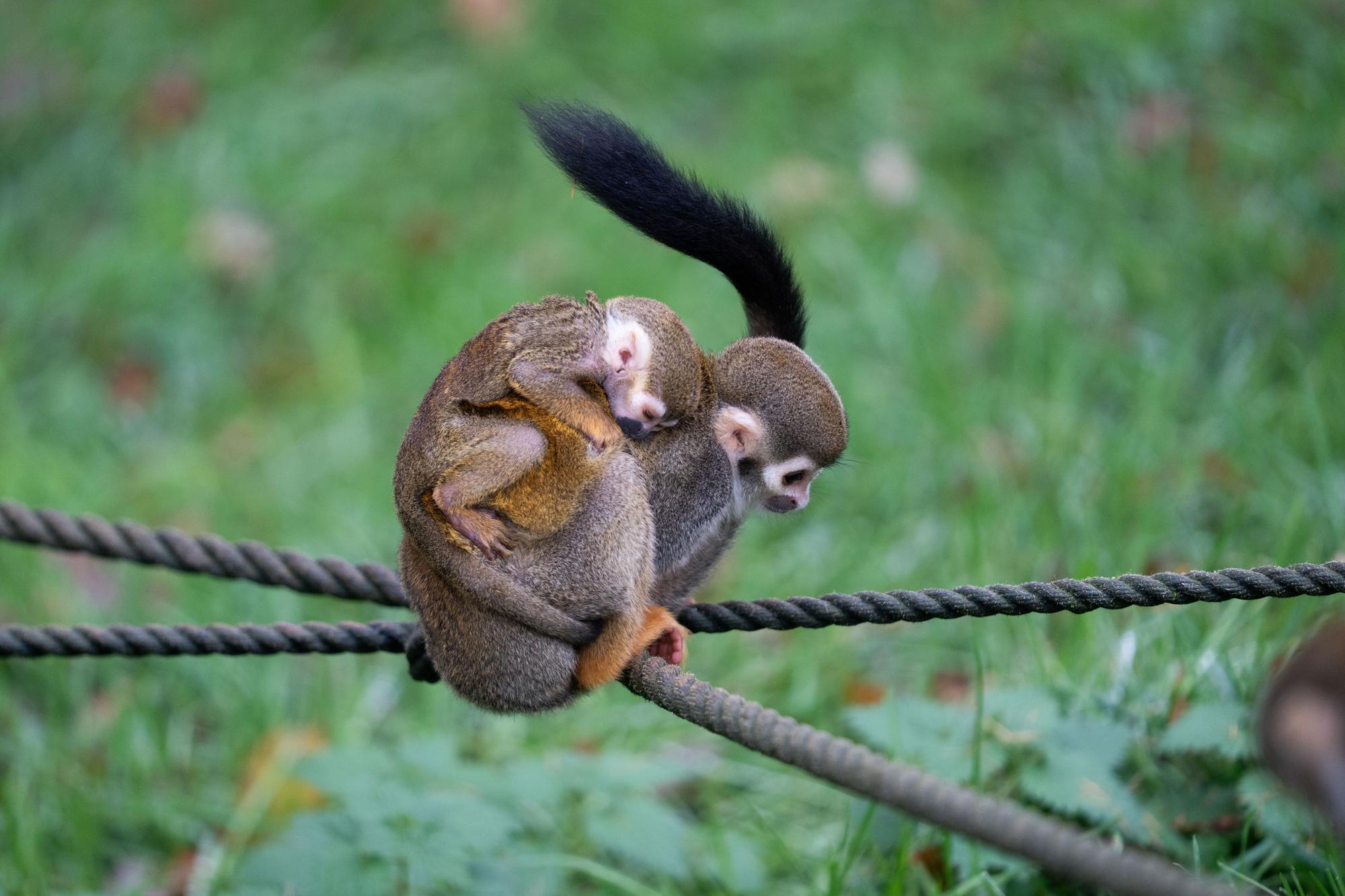 Woburn’s tiniest new arrival needs a tree-mendous name