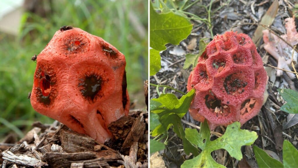 Fungi that prove nature has a sense of humor