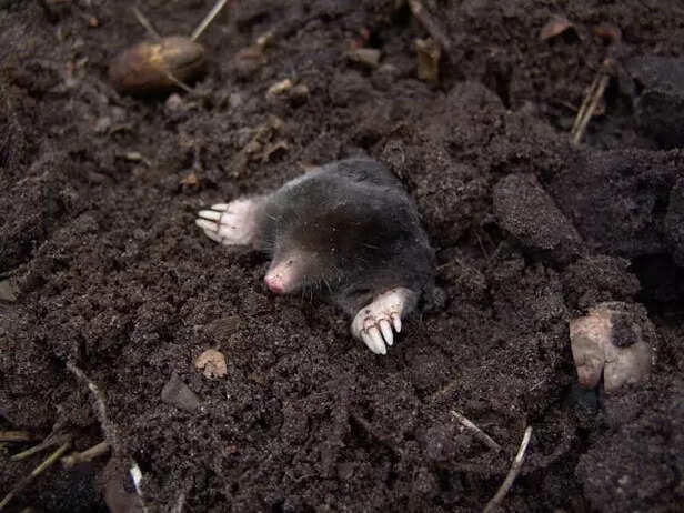 5 animals that spend most of their lives underground
