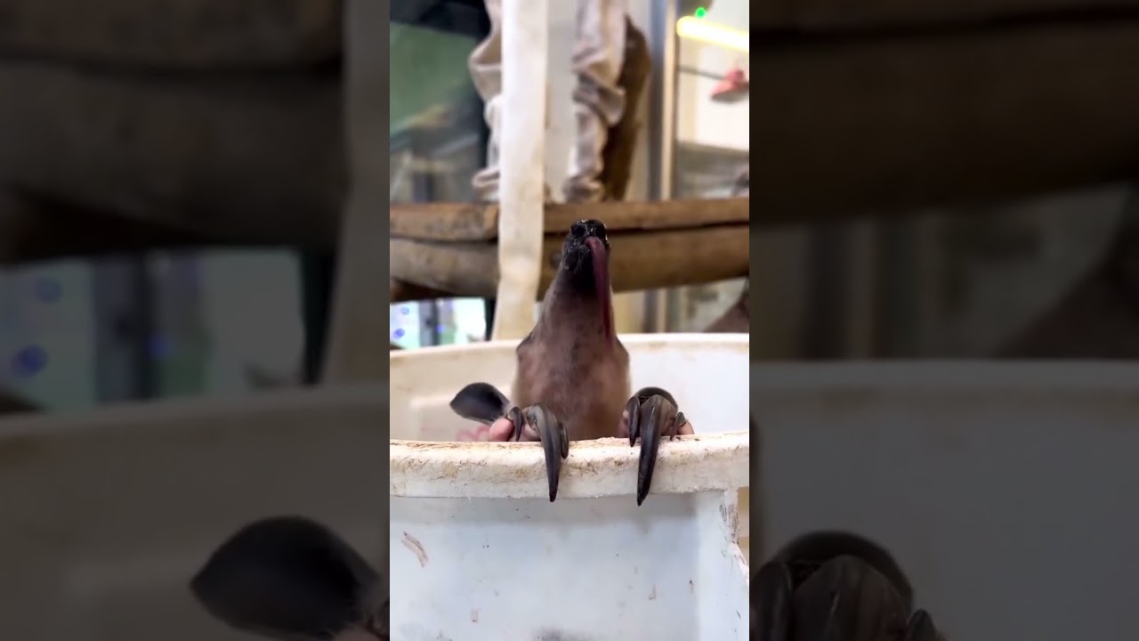 Watch a tamandua yawn in the most heart-melting way