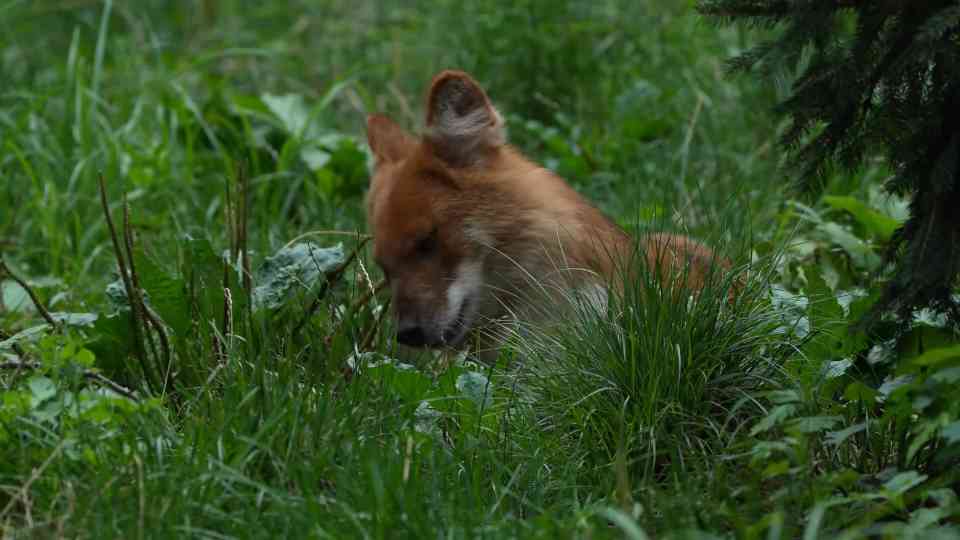 How hidden wire traps are destroying entire species across critical ...