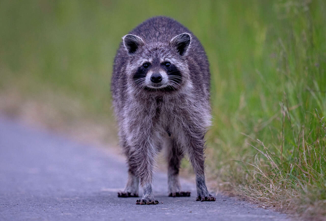 Raccoon found in North Stonington tests positive for rabies, health ...