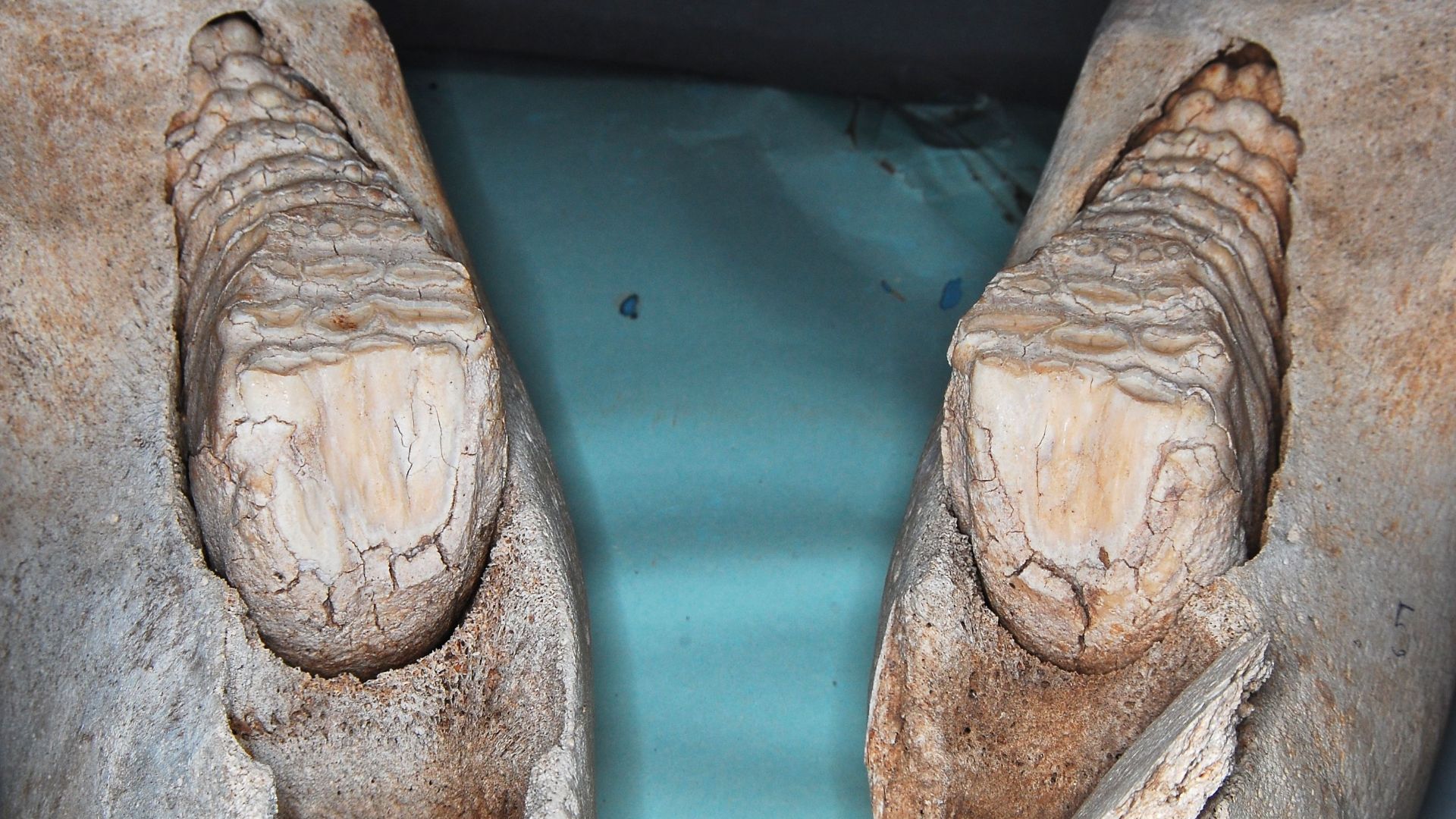 Scientists assumed the grooves found on early human teeth were from the ...