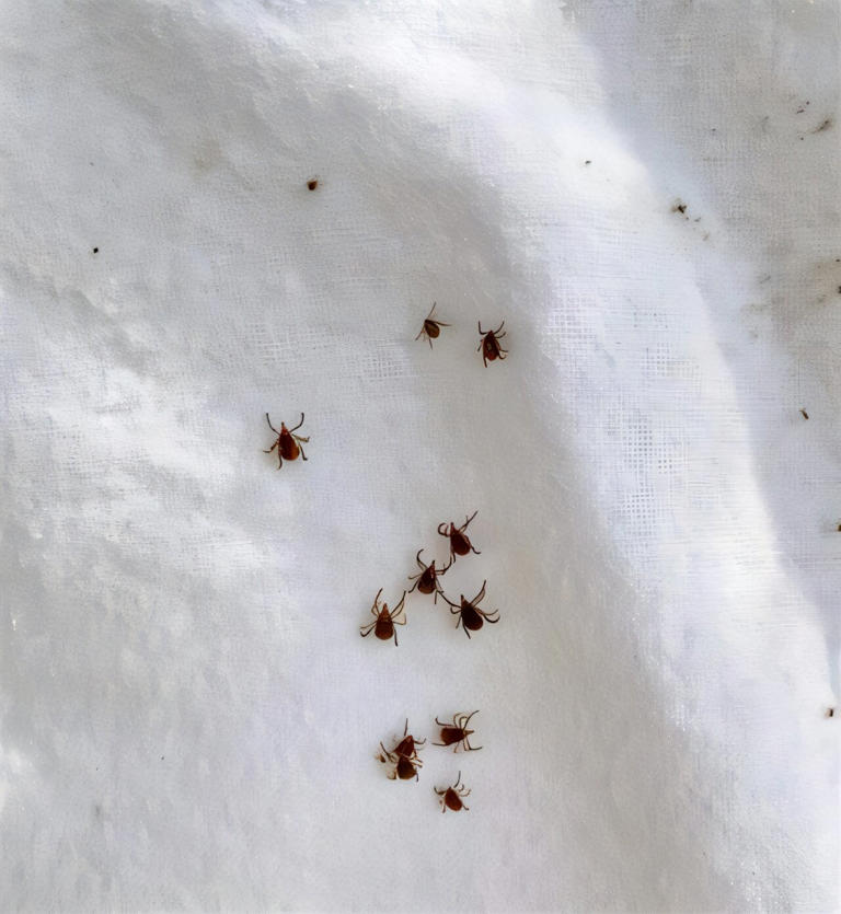 Ticked off: Exploring the rise of tick-induced meat allergy and its ...