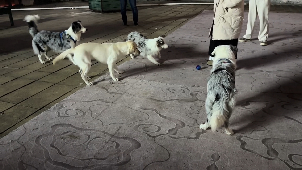 Dogs adorably react to squeaky ball in Anhui, China