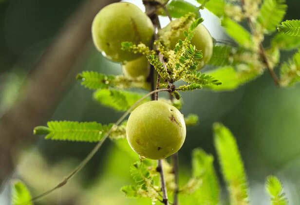 Amla side effects: 4 types of people who should avoid it