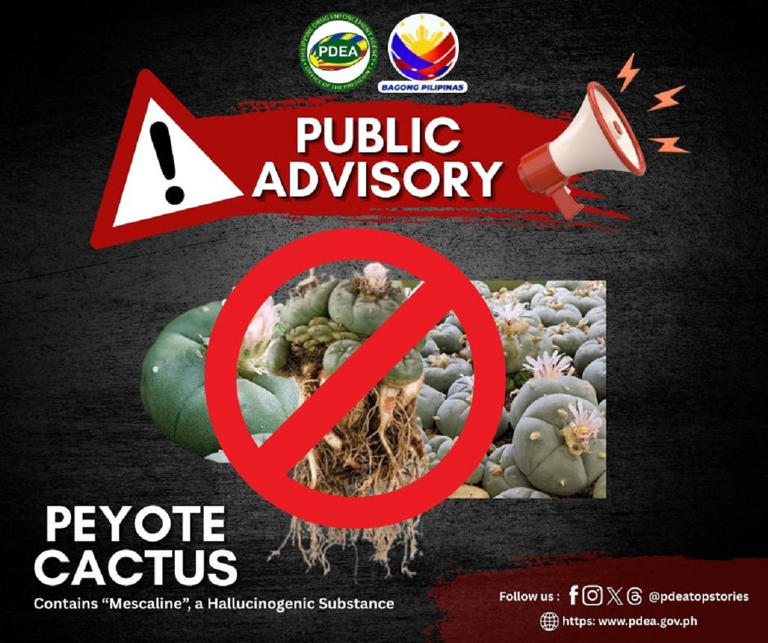 PDEA warns public vs ‘peyote’ cactus with dangerous hallucinogenic