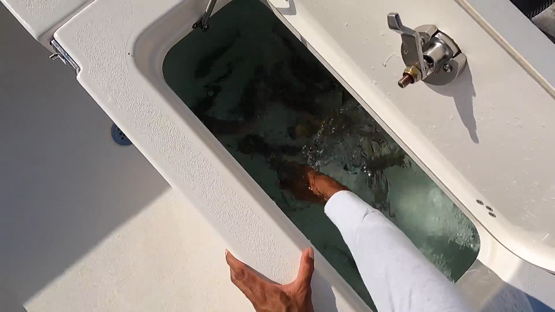 Swarm of baby sharks in our boat