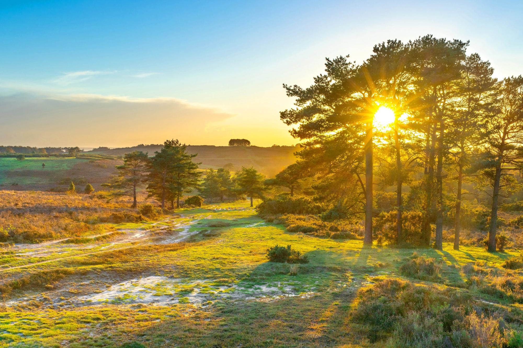 Seasonal celebration at iconic Sussex forest