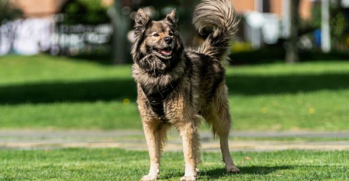 14 dog breeds that sleep lightly just to check if you're okay at night