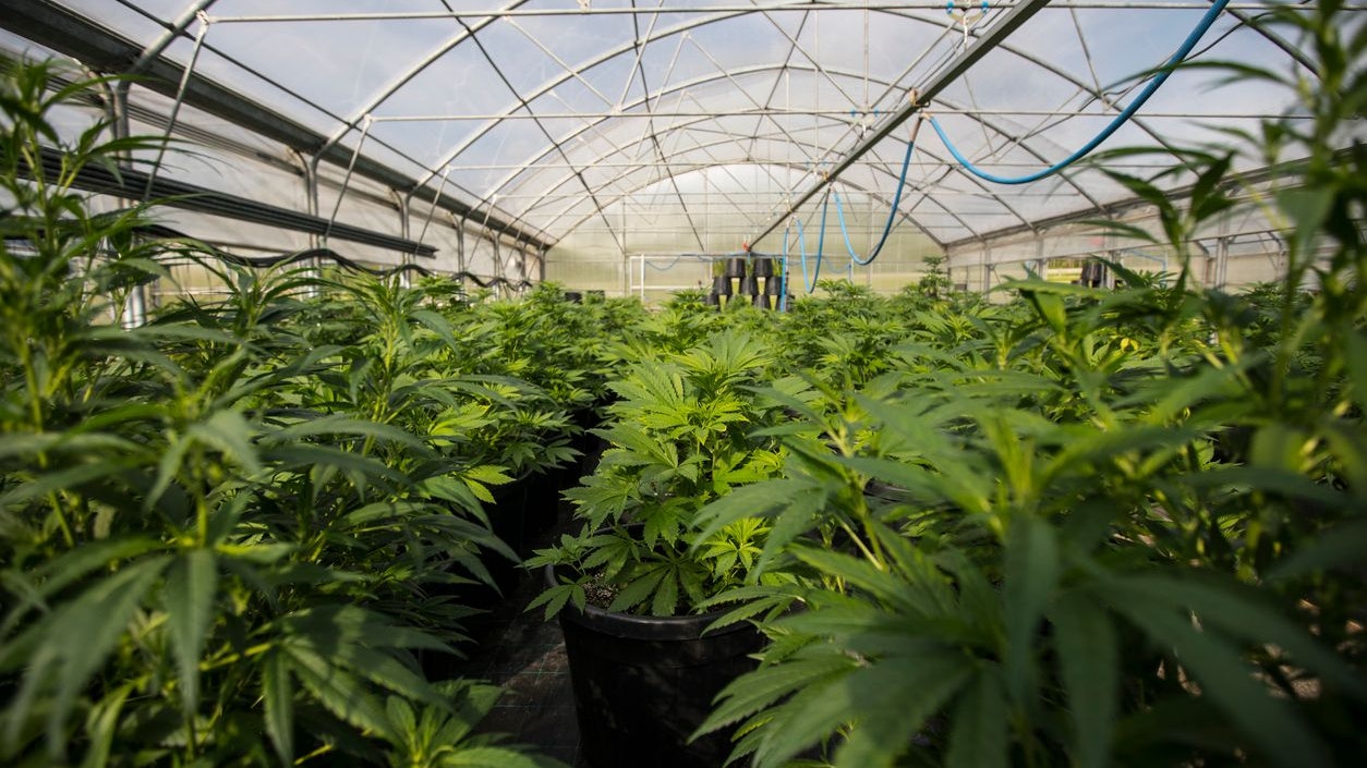 70 Kilo! Drogen-Plantage von Pensionisten betrieben
