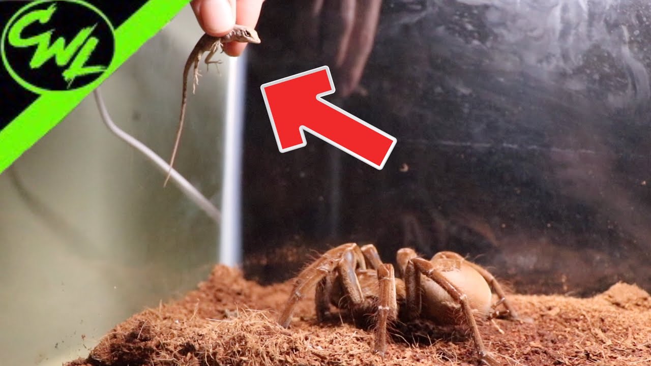 Giant spider captures its prey