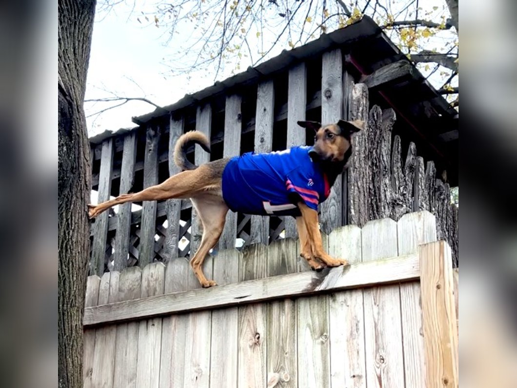 Climbing artist: Dog goes viral with fence trick