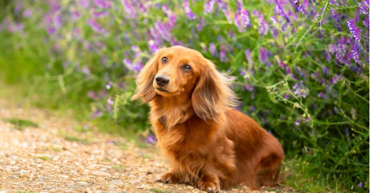 Why training a miniature dachshund is harder than you think