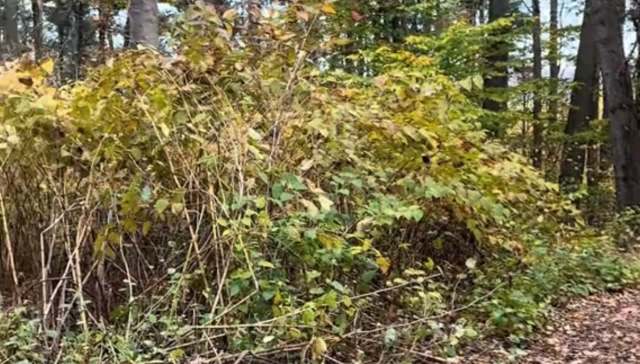 Farmer shares video of unconventional way he cleared out overgrown ...