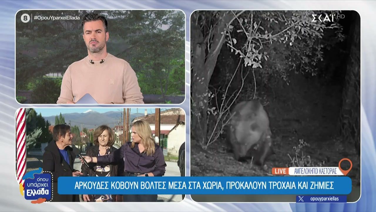Οι αρκούδες αποτελούν καθημερινό φαινόμενο στην Καστοριά - Τι κάνουν οι ...
