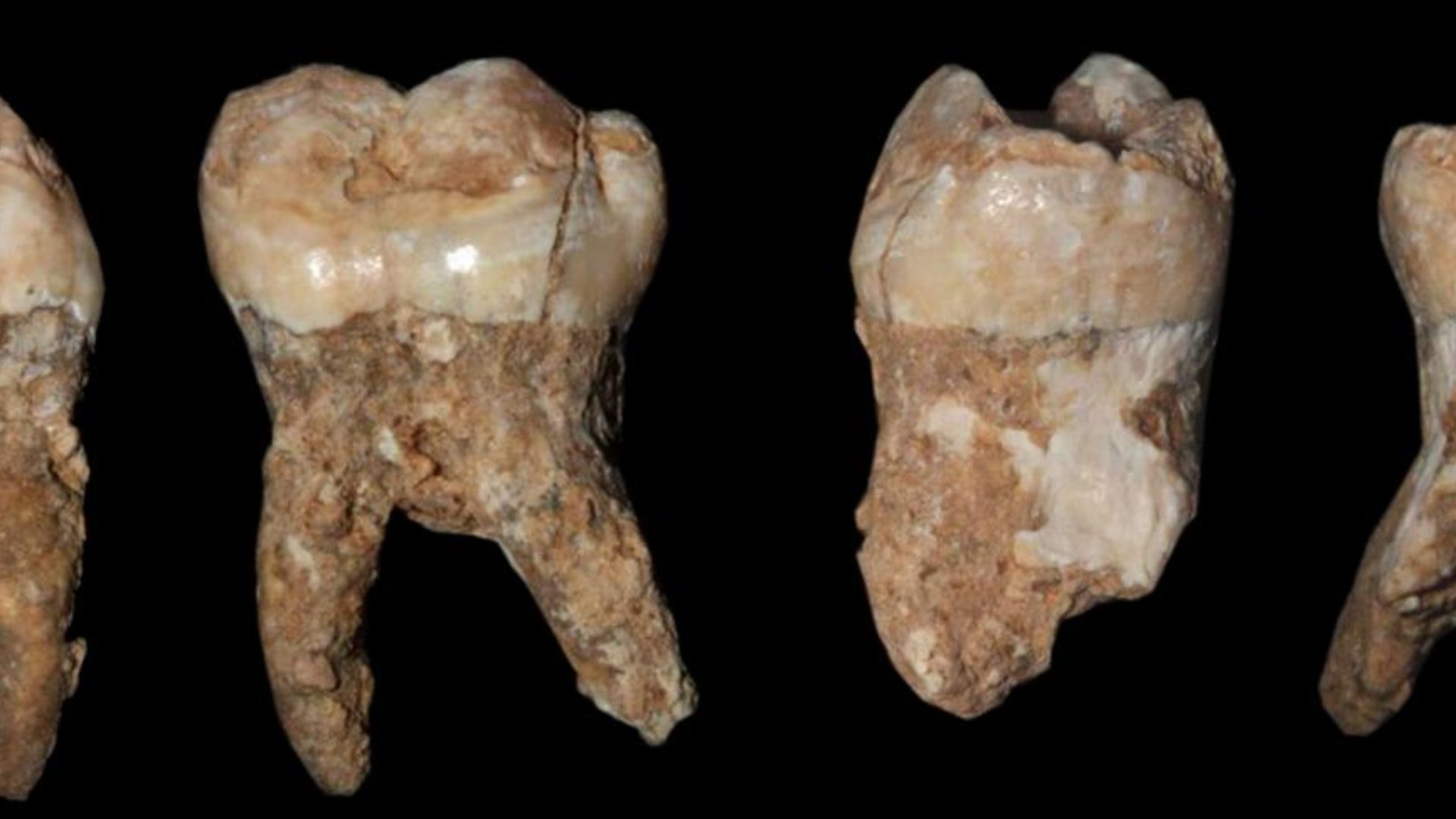 Scientists assumed the grooves found on early human teeth were from the ...