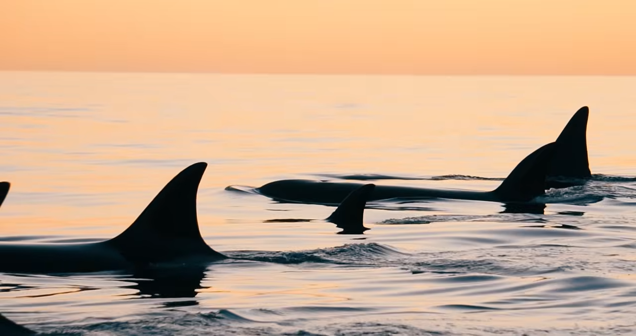The moment playful behavior turned into destructive encounters at sea