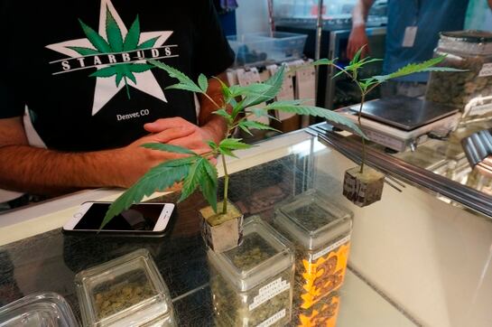 Cannabis ETFs surge on Trump's reclassification review