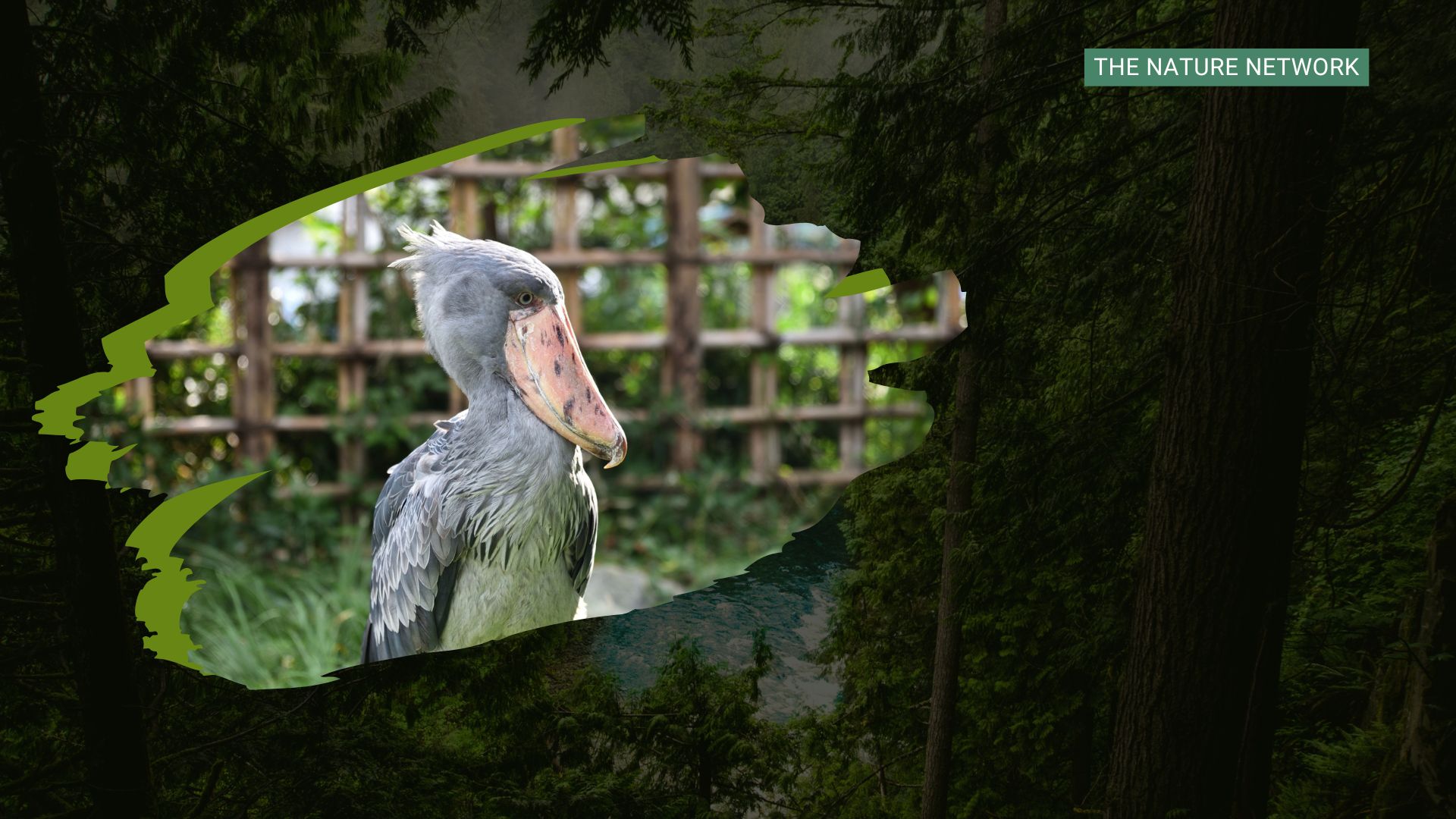 20 animals most people only dream of getting to see in real life