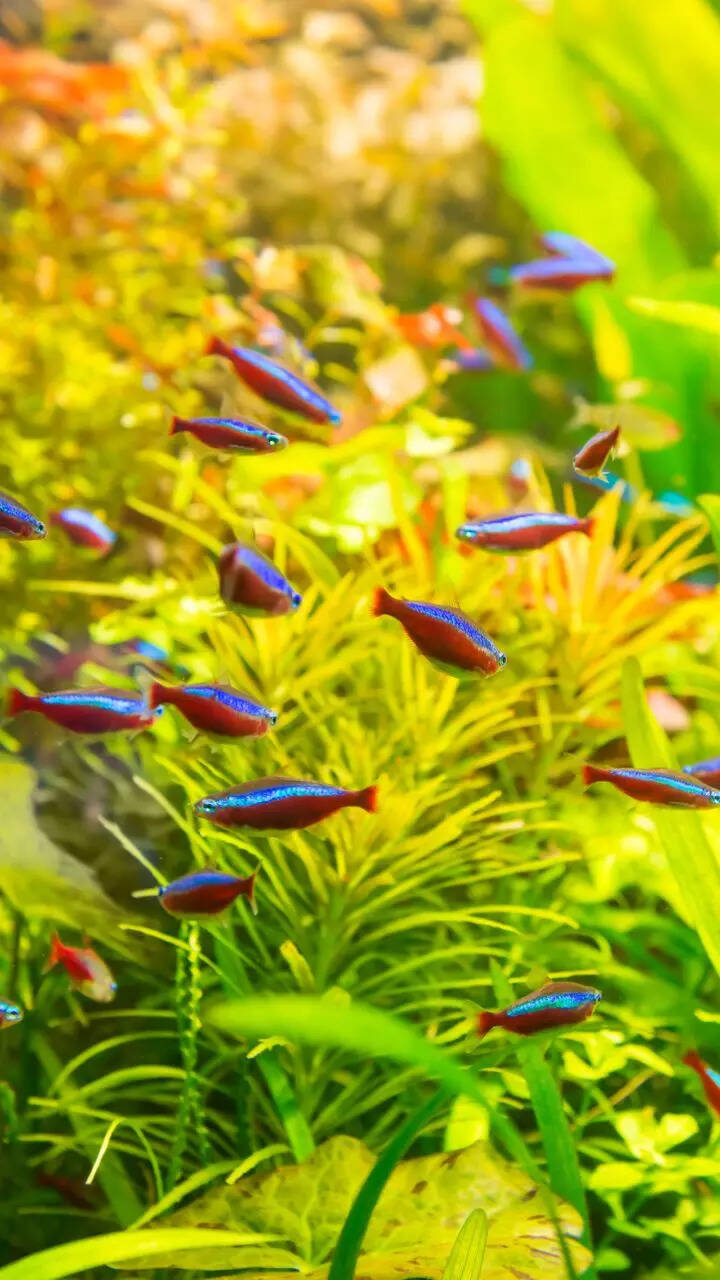 10 most beautiful fish for small aquariums that are easy to care for