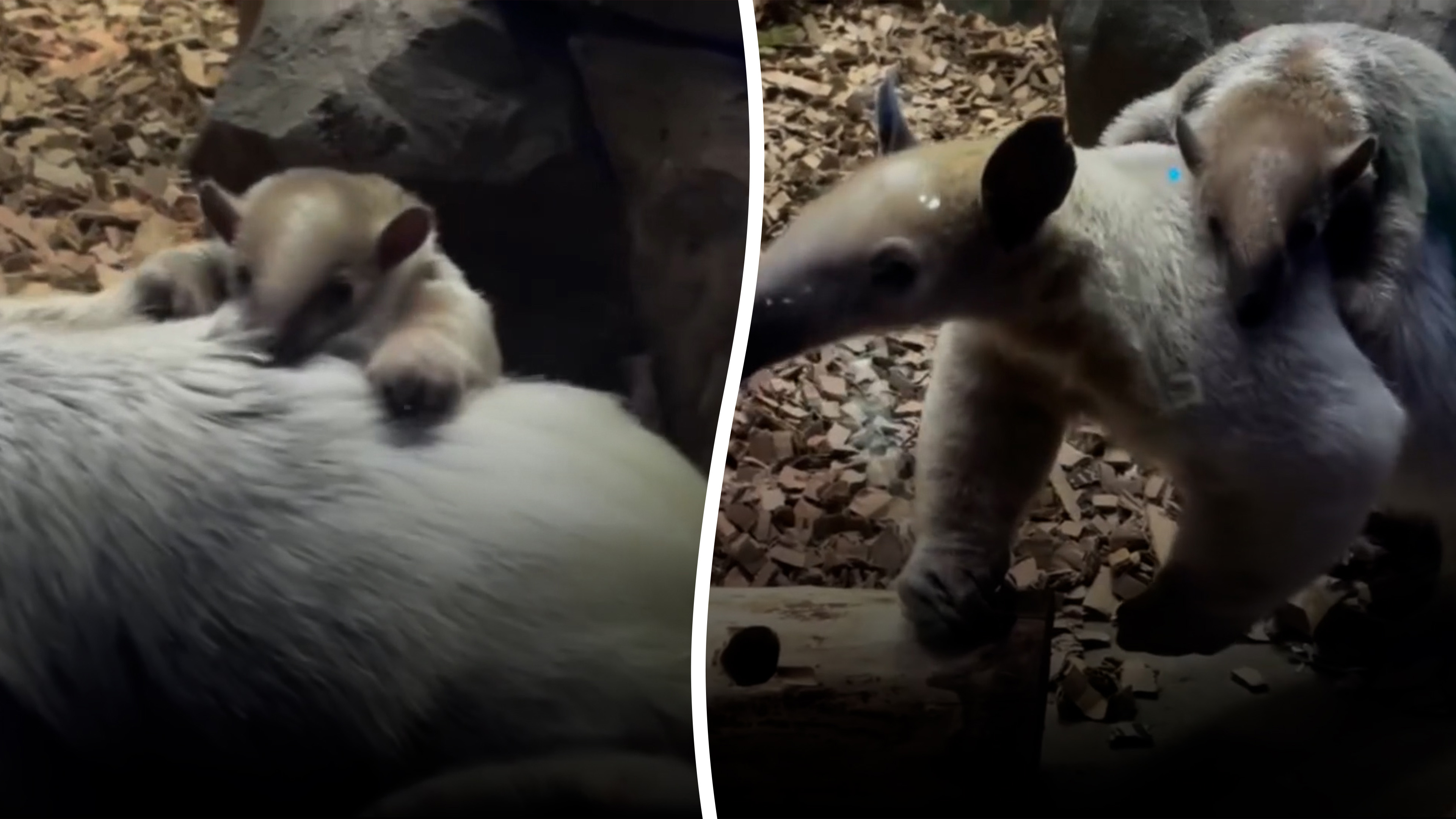 Das Tamandua-Baby Bonnie hält sich an seiner Mutter Winnie im Memphis ...