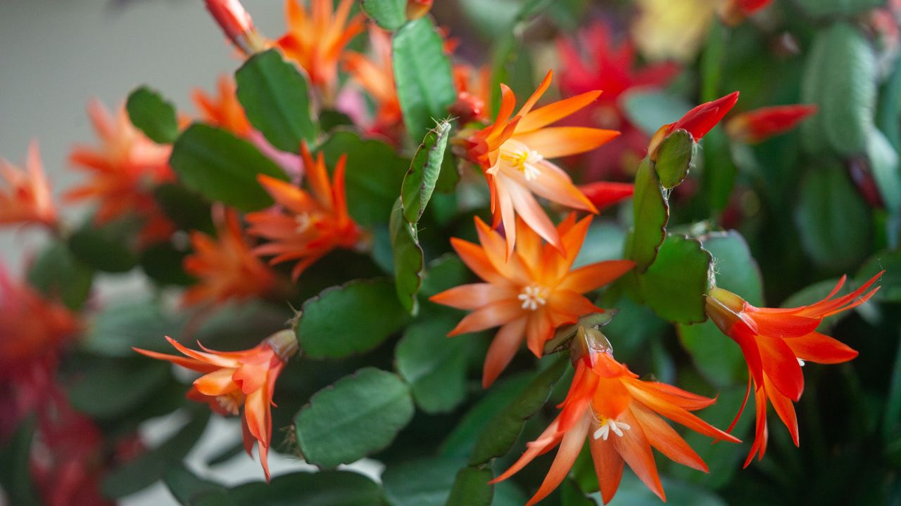 Don't listen to anyone who tells you to give your Christmas cactus ...