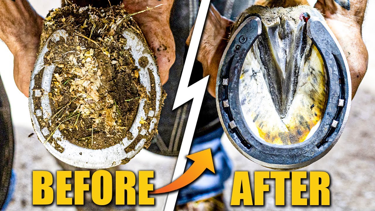 Extreme hoof makeover | Farrier ASMR experience