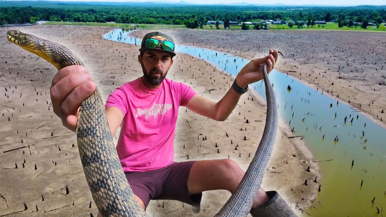 Found massive diamondback in draining lake while fishing