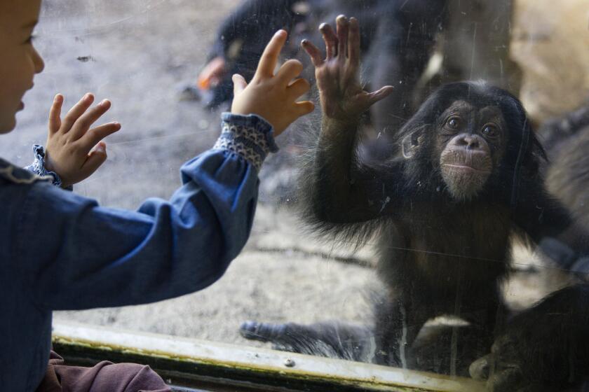 Years of planning culminate in 'baby boom' of great apes at LA Zoo ...