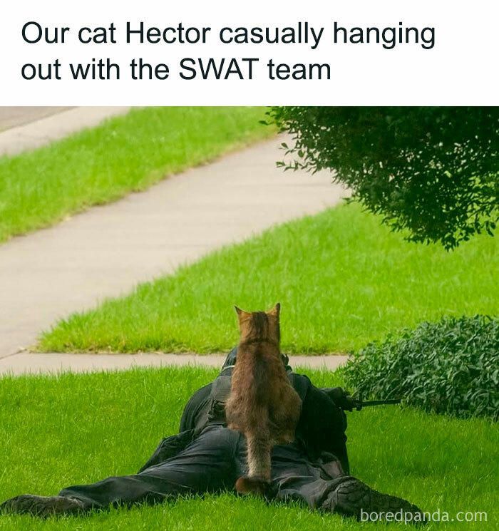 30 memes for anyone who's obsessed with cats