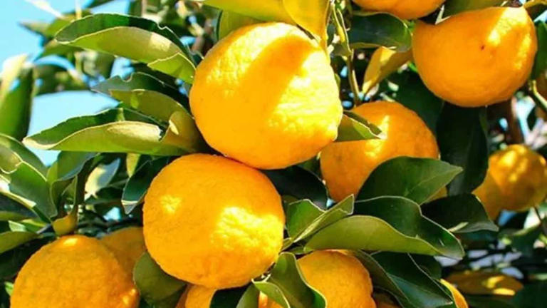 Manipur’s GI tagged Kachai lemons put Indian citrus on the map