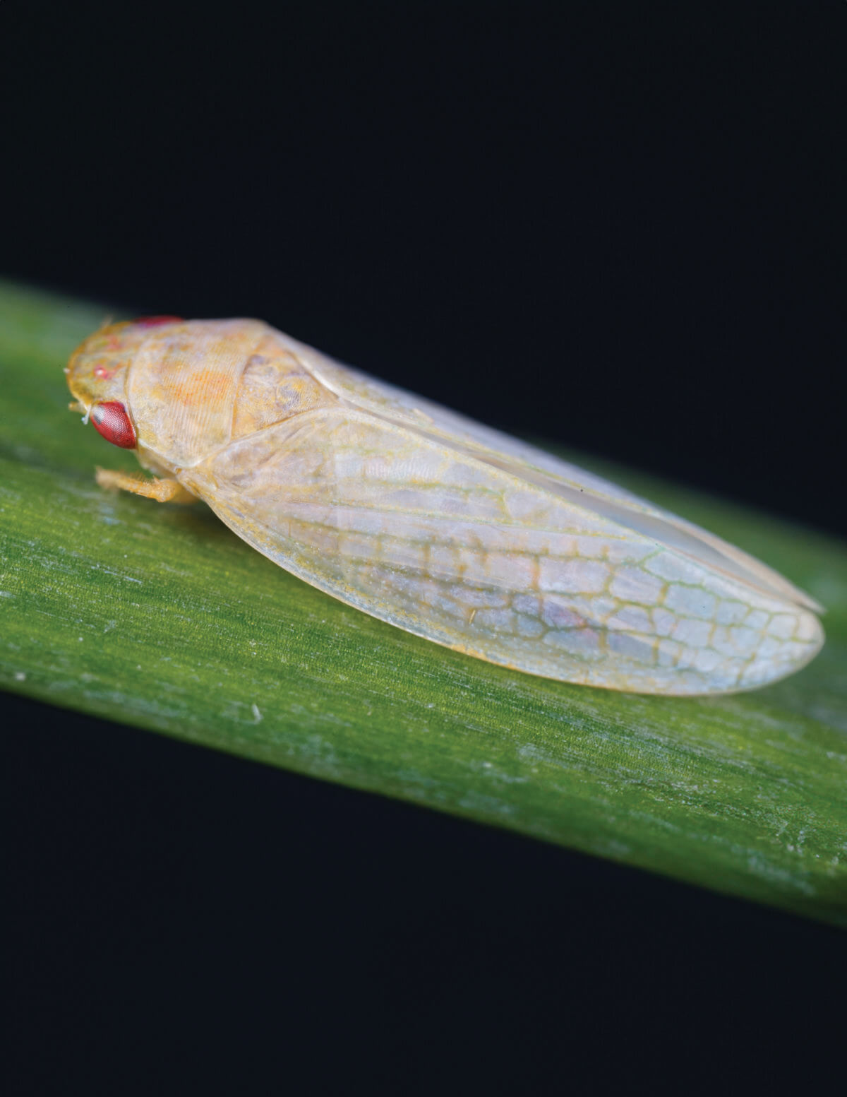 Penn State scientists reverse-engineer this backyard bug’s natural ...