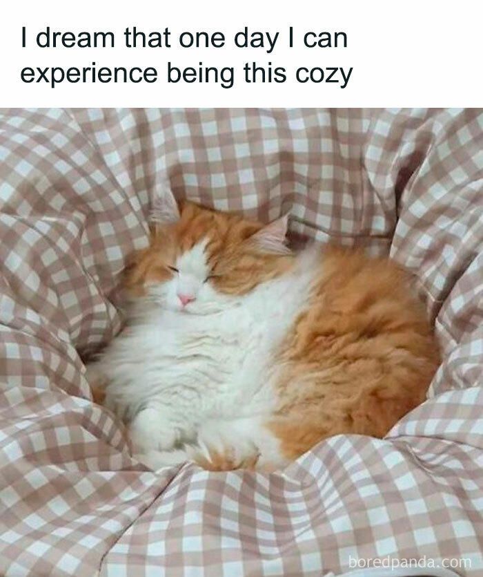 30 memes for anyone who's obsessed with cats