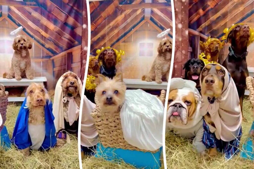 Doggy daycare pups create perfect nativity scene – with Mary, Joseph ...