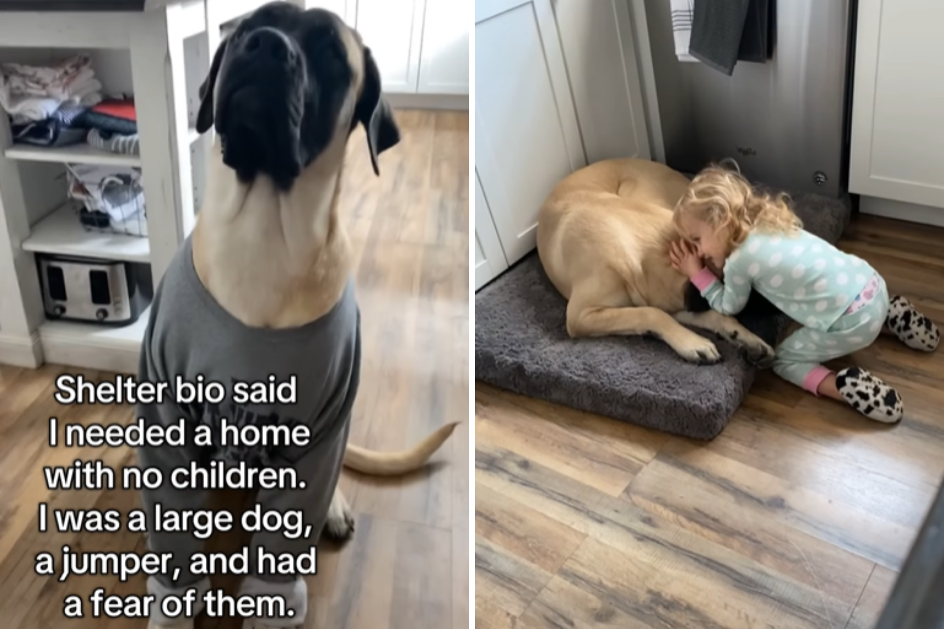 Shelter note says dog can't be around children—mom proves everyone wrong