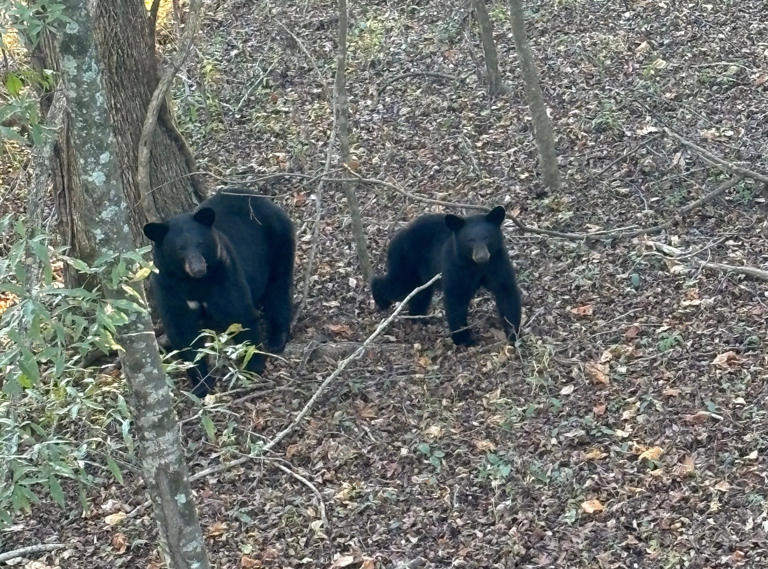A MS hunter shot a bobcat. A mama bear came and grabbed it. See video