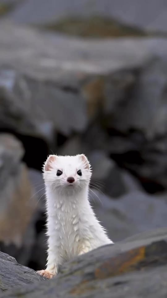 Attack every day fearlessly like an ermine on the hunt | Nature’s ...
