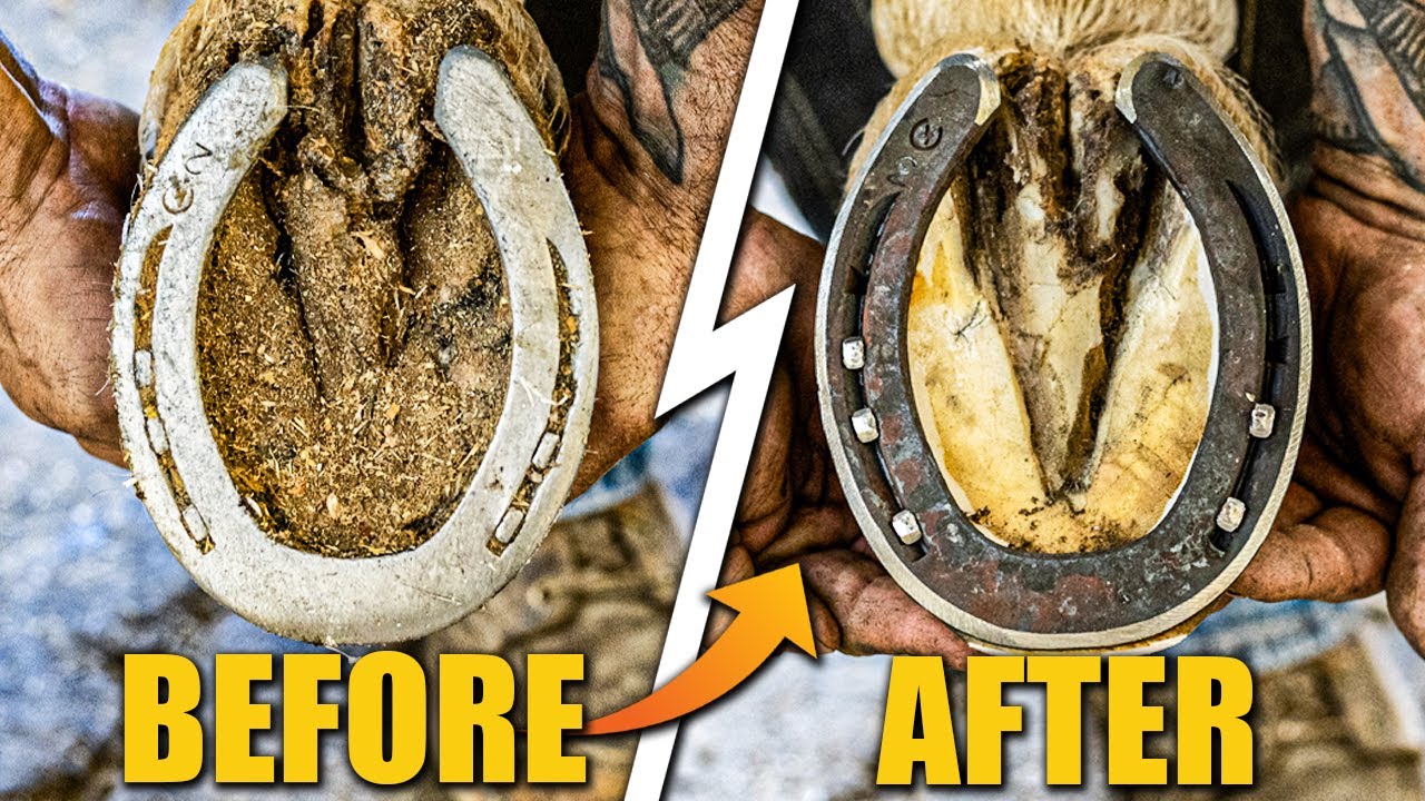 From rough to remarkable: Farrier hoof ASMR you can’t miss